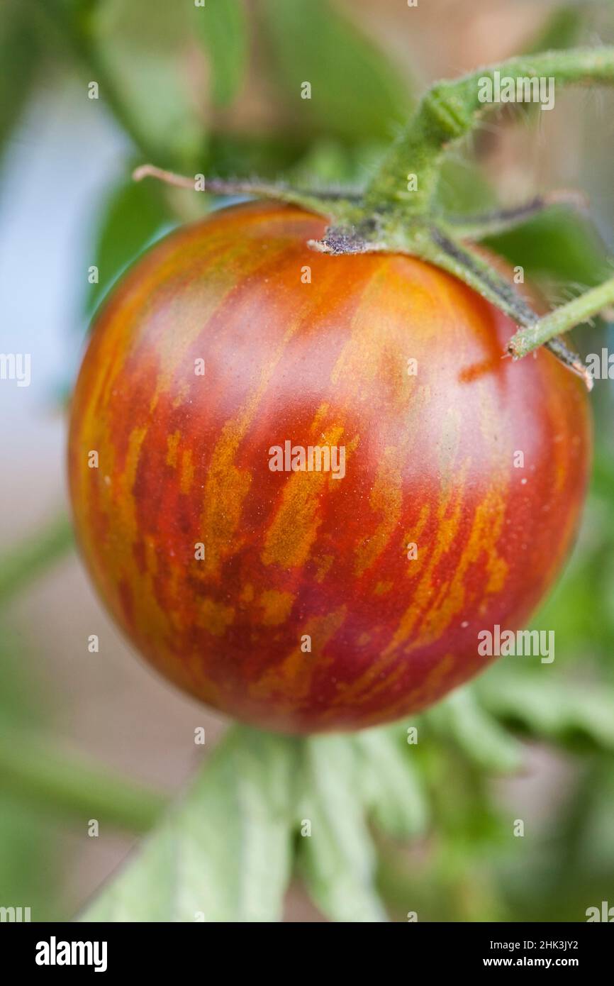 Tomato 'Violet Jasper' alias 'Tzi Bi'. Precocious, very tough skin ...