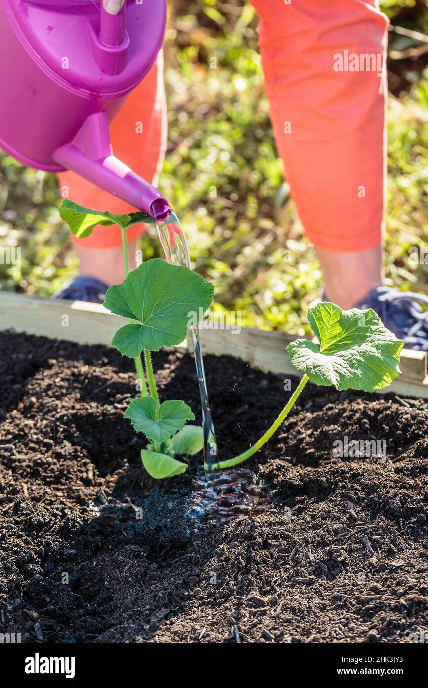 Planting a squash in spring, step by step Stock Photo - Alamy