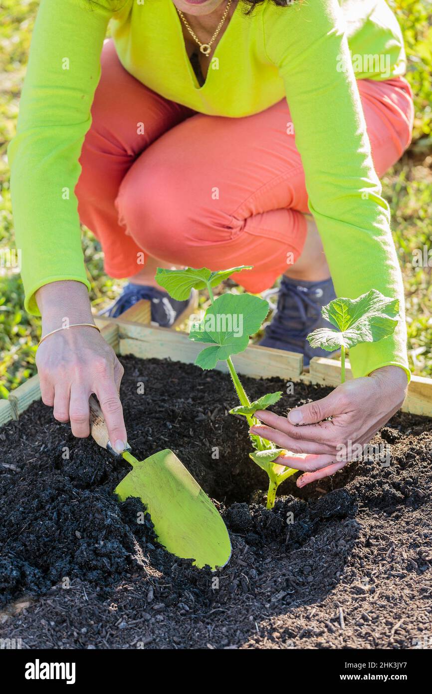 Planting a squash in spring, step by step Stock Photo - Alamy