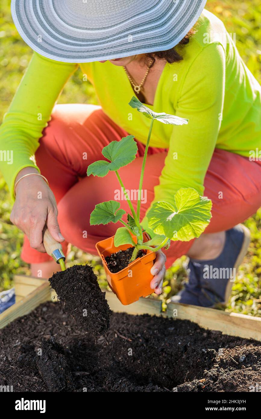 Planting a squash in spring, step by step Stock Photo - Alamy