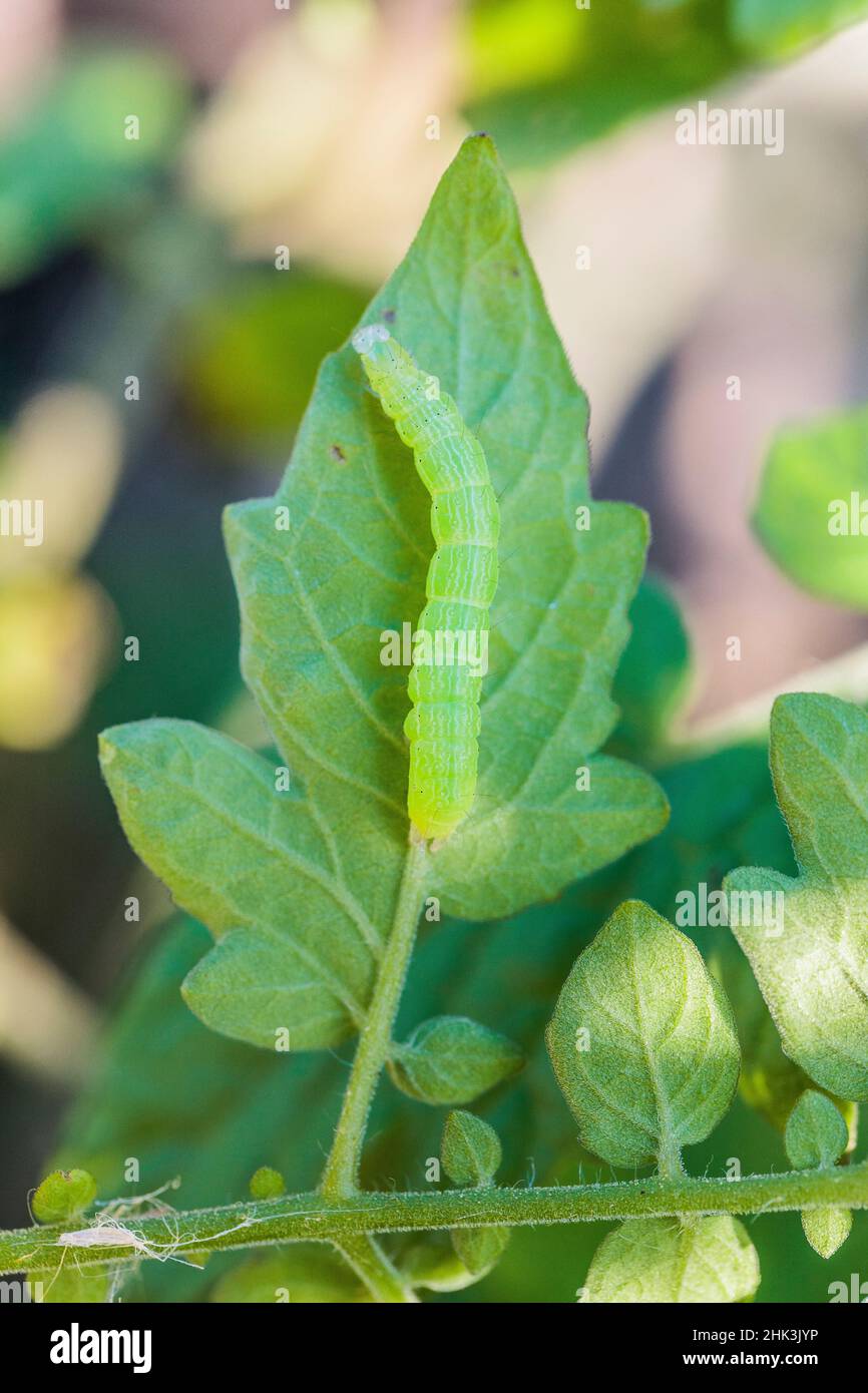 Tomato grub (Helicoverba armigera) caterpillar on a tomato leaf Stock ...