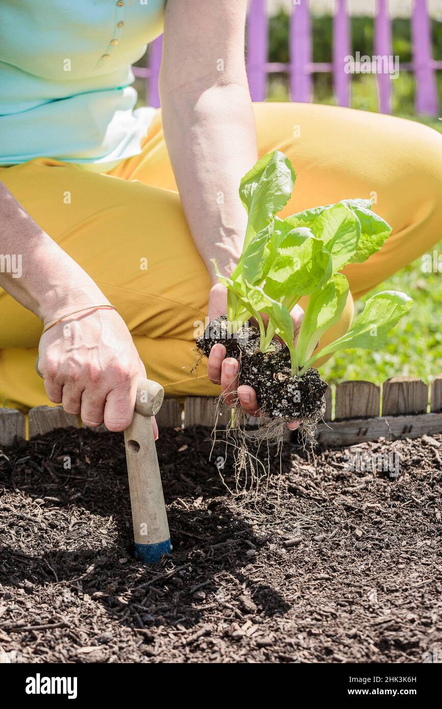 Woman transplanting romaine lettuce plants in a square vegetable garden ...