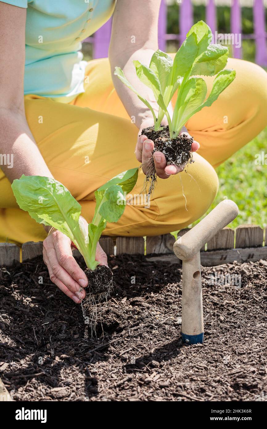 Woman transplanting romaine lettuce plants in a square vegetable garden ...