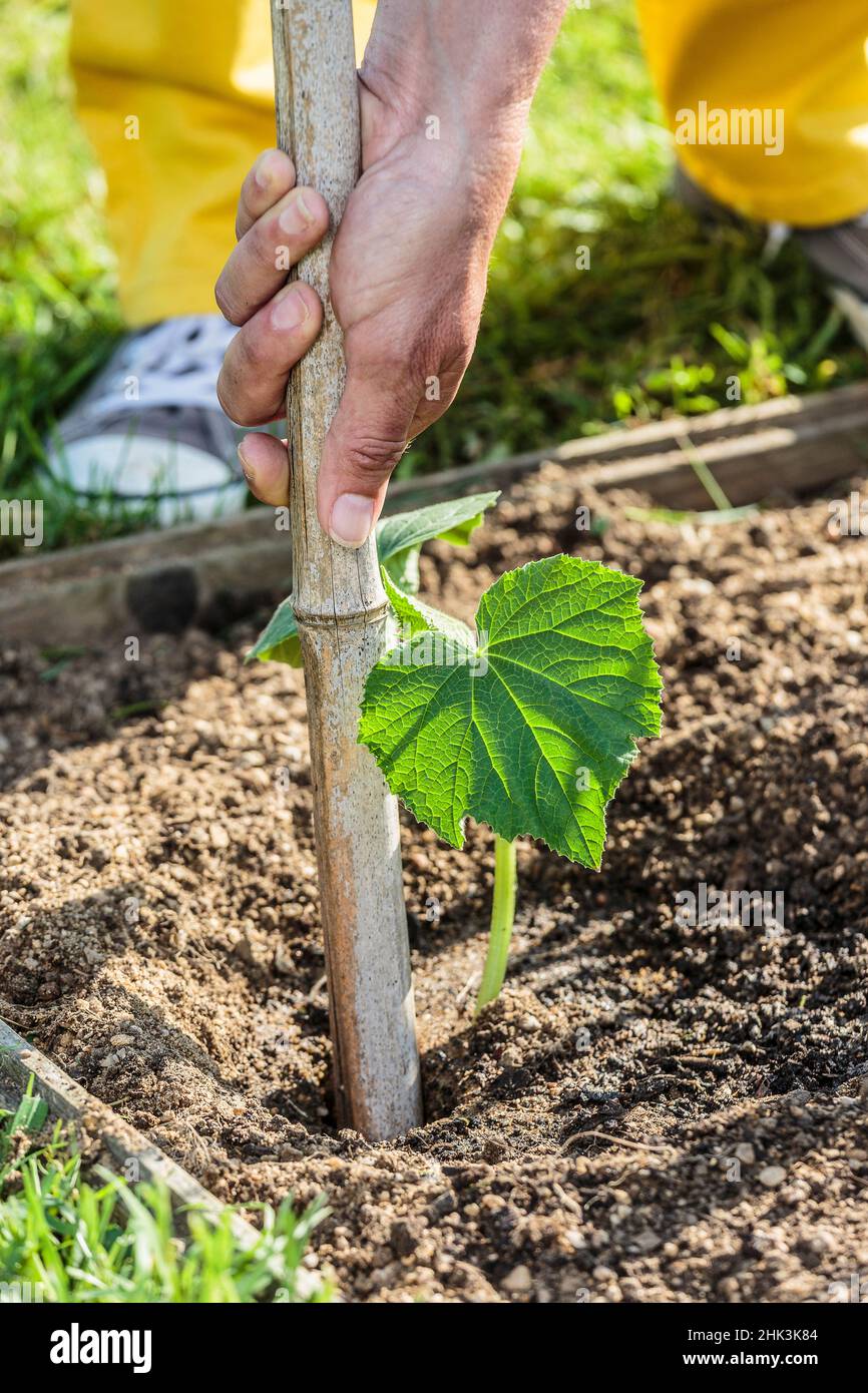 Hands staking hi-res stock photography and images - Alamy