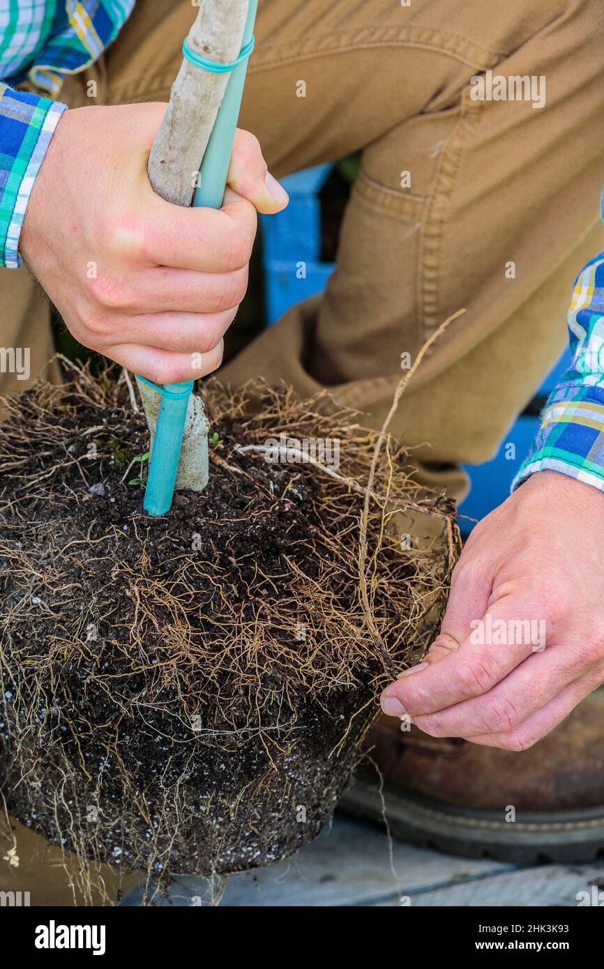 Surfacing of an olive tree step by step. The main roots are preserved ...
