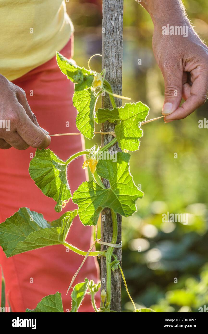 Cucumber stalk trellised along a stake to save space Stock Photo - Alamy