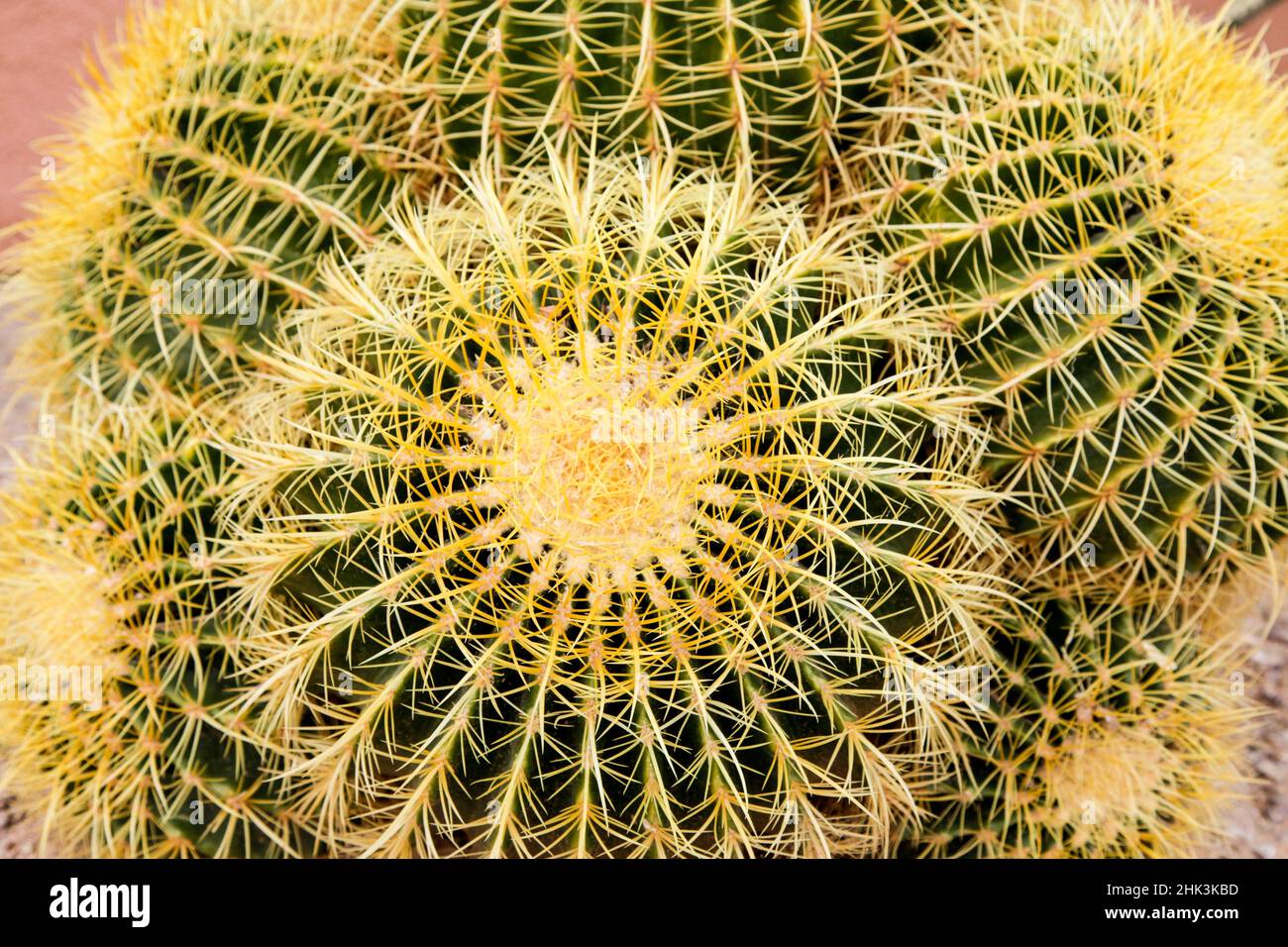 Tucson, Arizona, United States. Close up of a cactus at the White ...