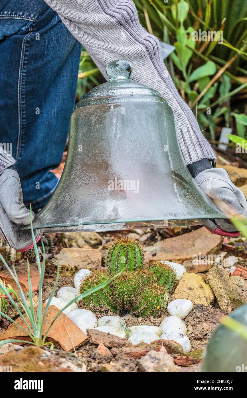 Protection of a cactus (Echinocereus spachianus, Echinopsis spachiana ...
