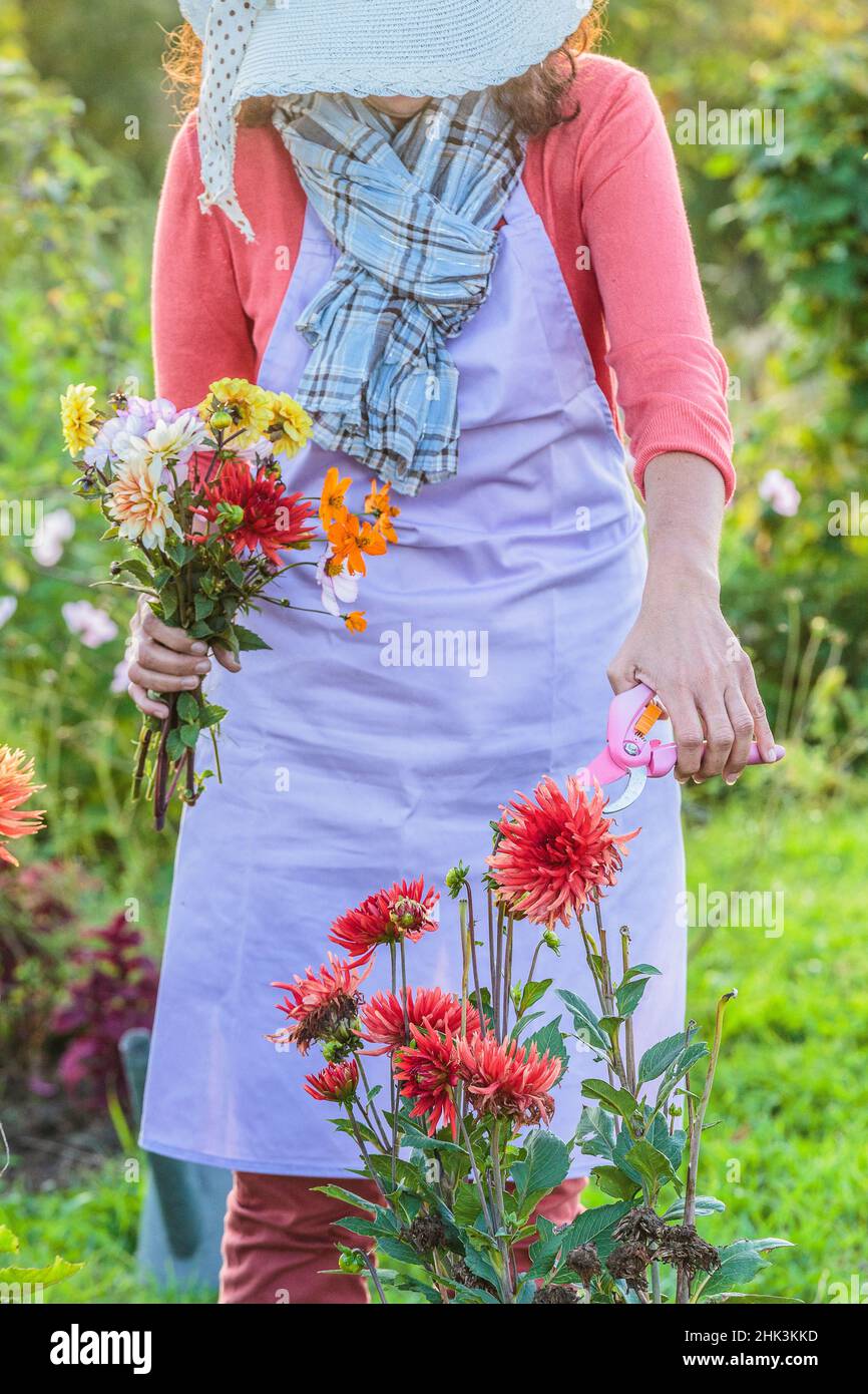 Woman picking bouquet flowers in the garden in September Stock Photo ...