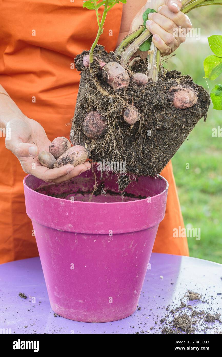 Potato tubers pot hi-res stock photography and images - Alamy