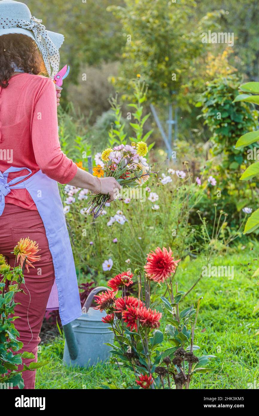 Woman picking bouquet flowers in the garden in September Stock Photo ...
