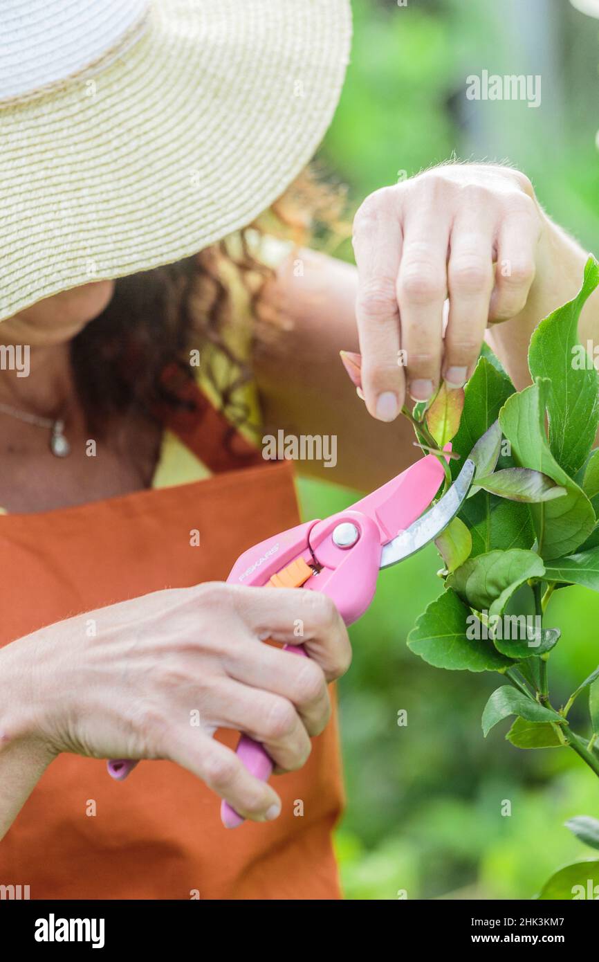 Purple colored lemon shoot (anthocyanin colored shoot), to be shortened ...