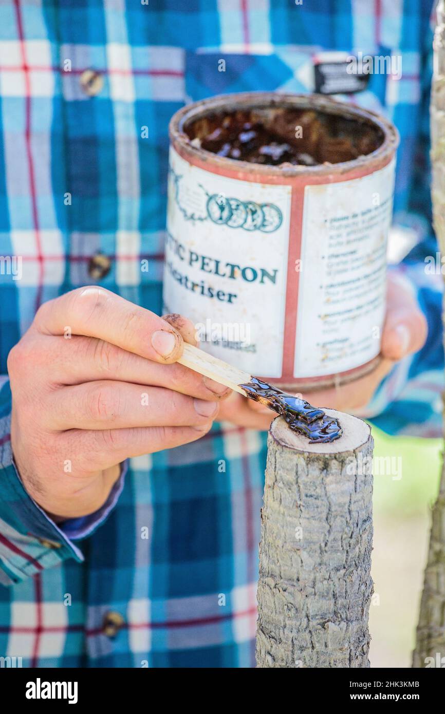 Step-by-step regeneration of an indoor yucca (Yucca elephantipes ...