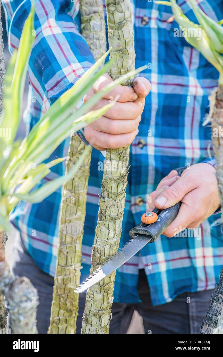 Step-by-step regeneration of an indoor yucca (Yucca elephantipes ...