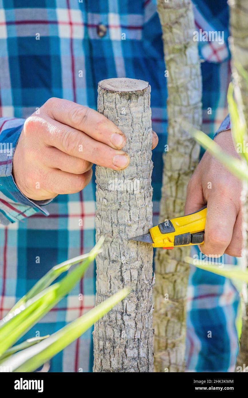 Step-by-step regeneration of an indoor yucca (Yucca elephantipes ...