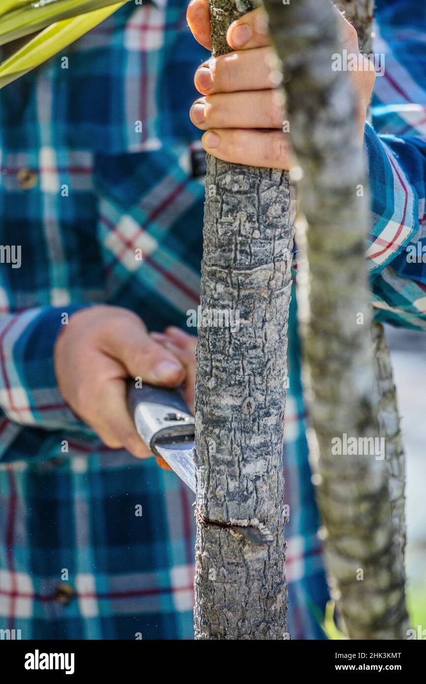 Step-by-step regeneration of an indoor yucca (Yucca elephantipes ...