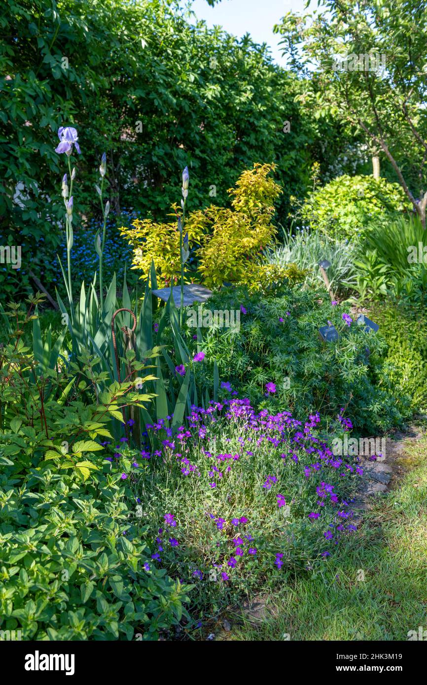 Geranium perennials and irises in a massif in spring, Pas de Calais ...