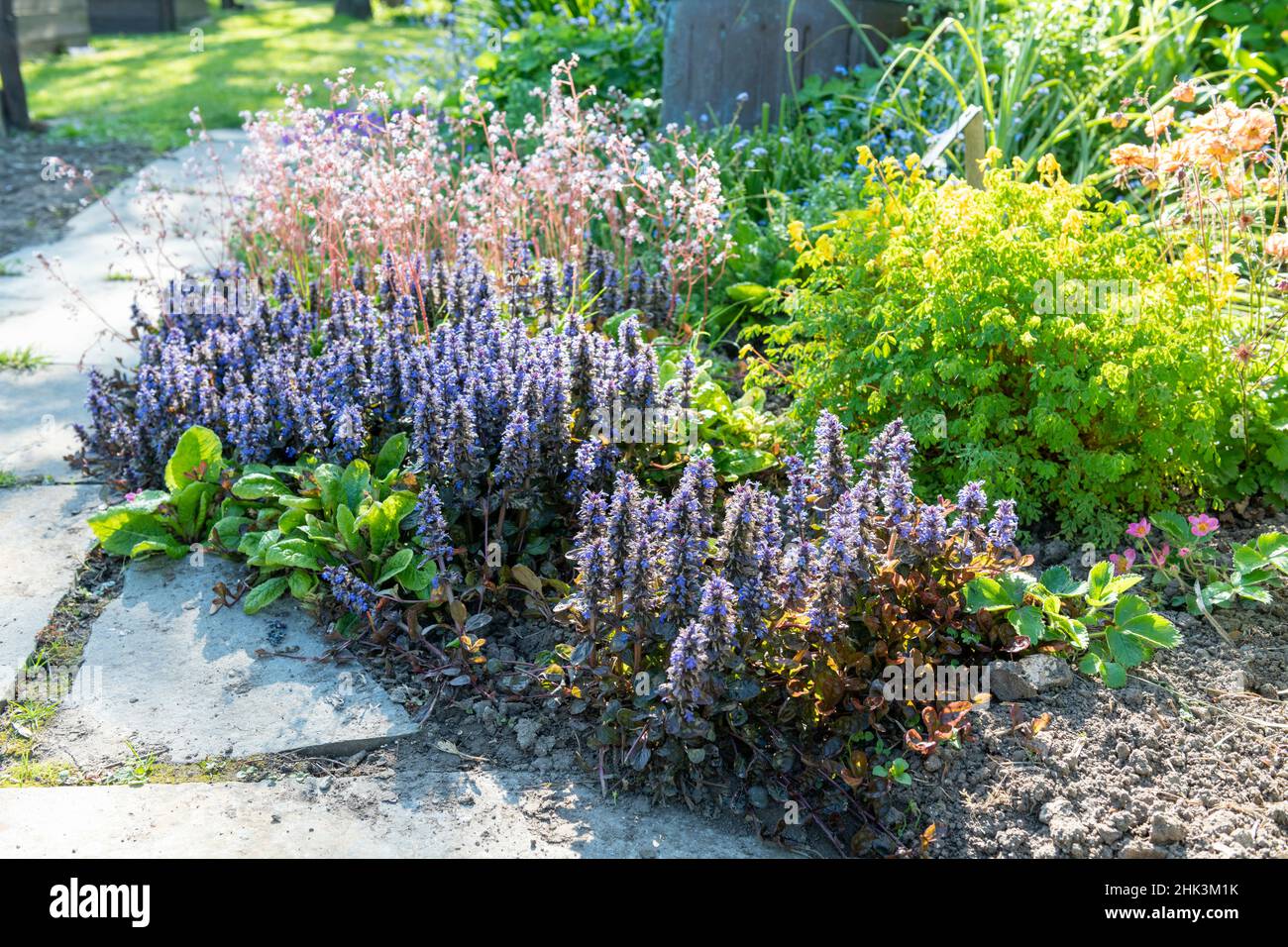 Carpet Bugle (Ajuga reptans) in bloom in a spring garden, Pas de Calais ...