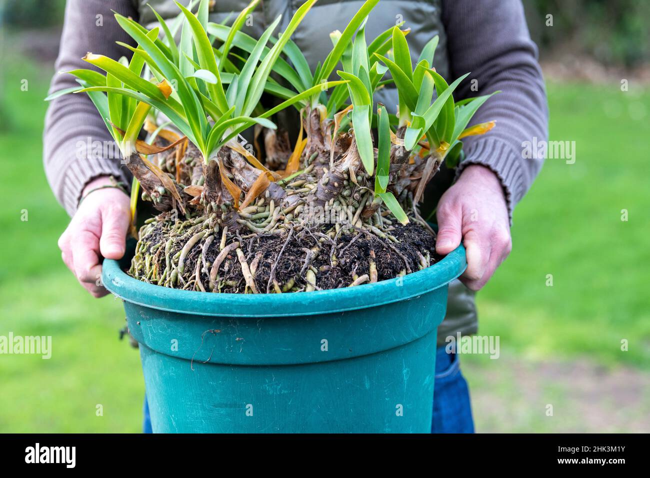 Rooting jar hi-res stock photography and images - Alamy