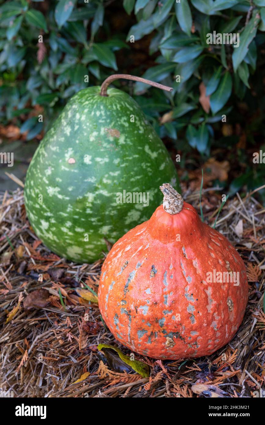 Calabash plant hi-res stock photography and images - Alamy