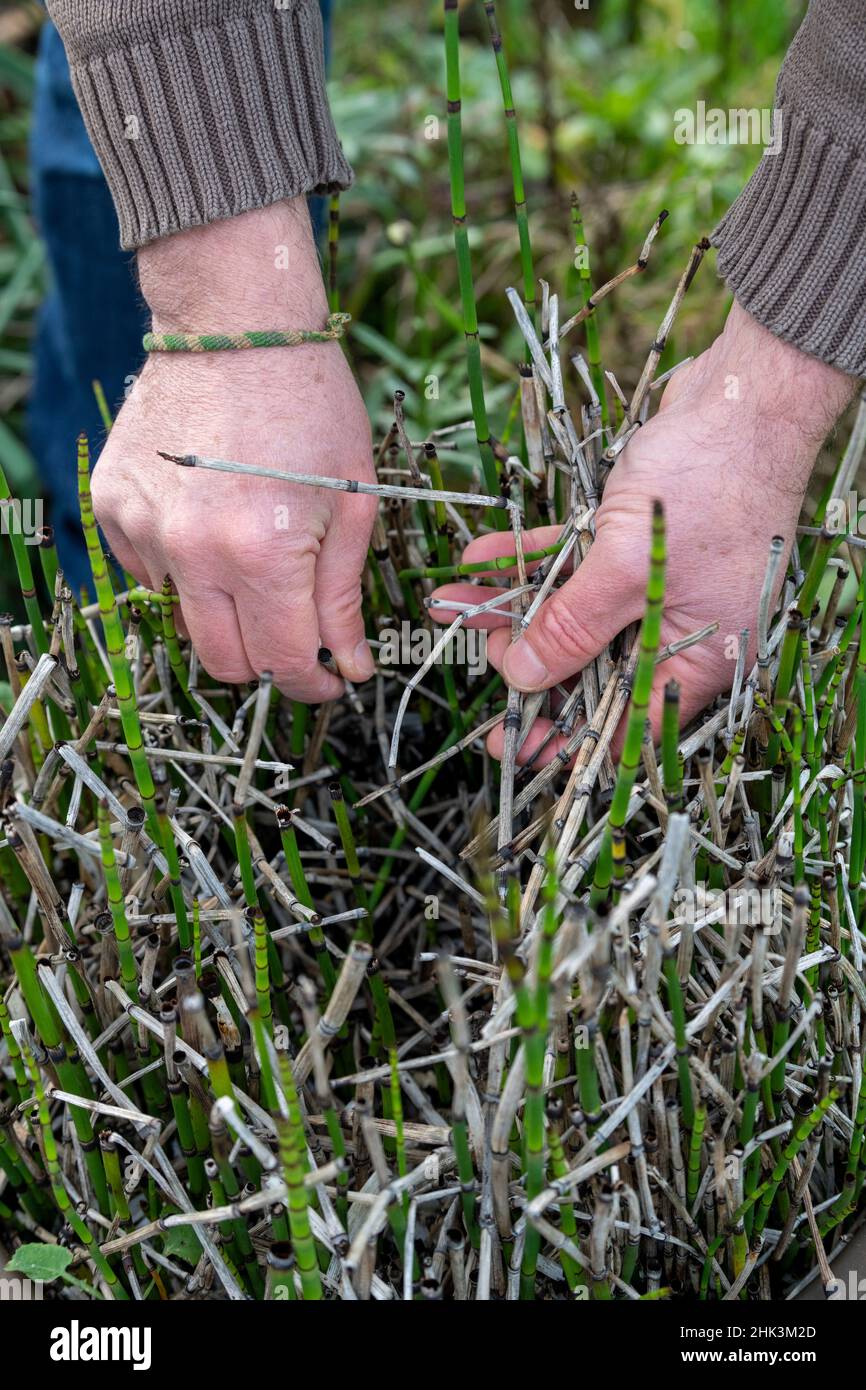 Removal of dry horsetail stems (Equisetem sp), winter, Pas de Calais ...