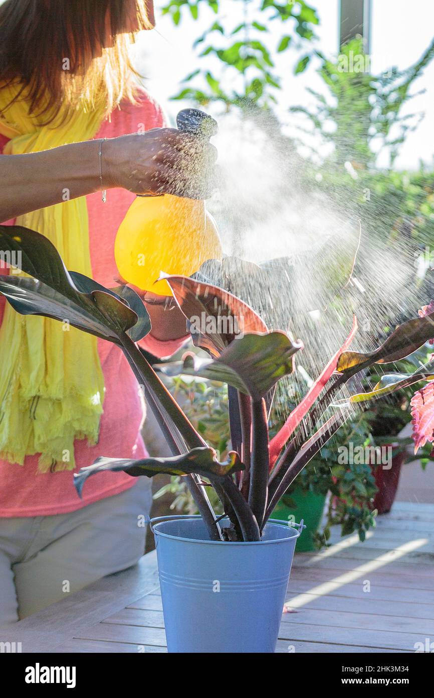 Woman spraying houseplants in a veranda in winter Stock Photo - Alamy
