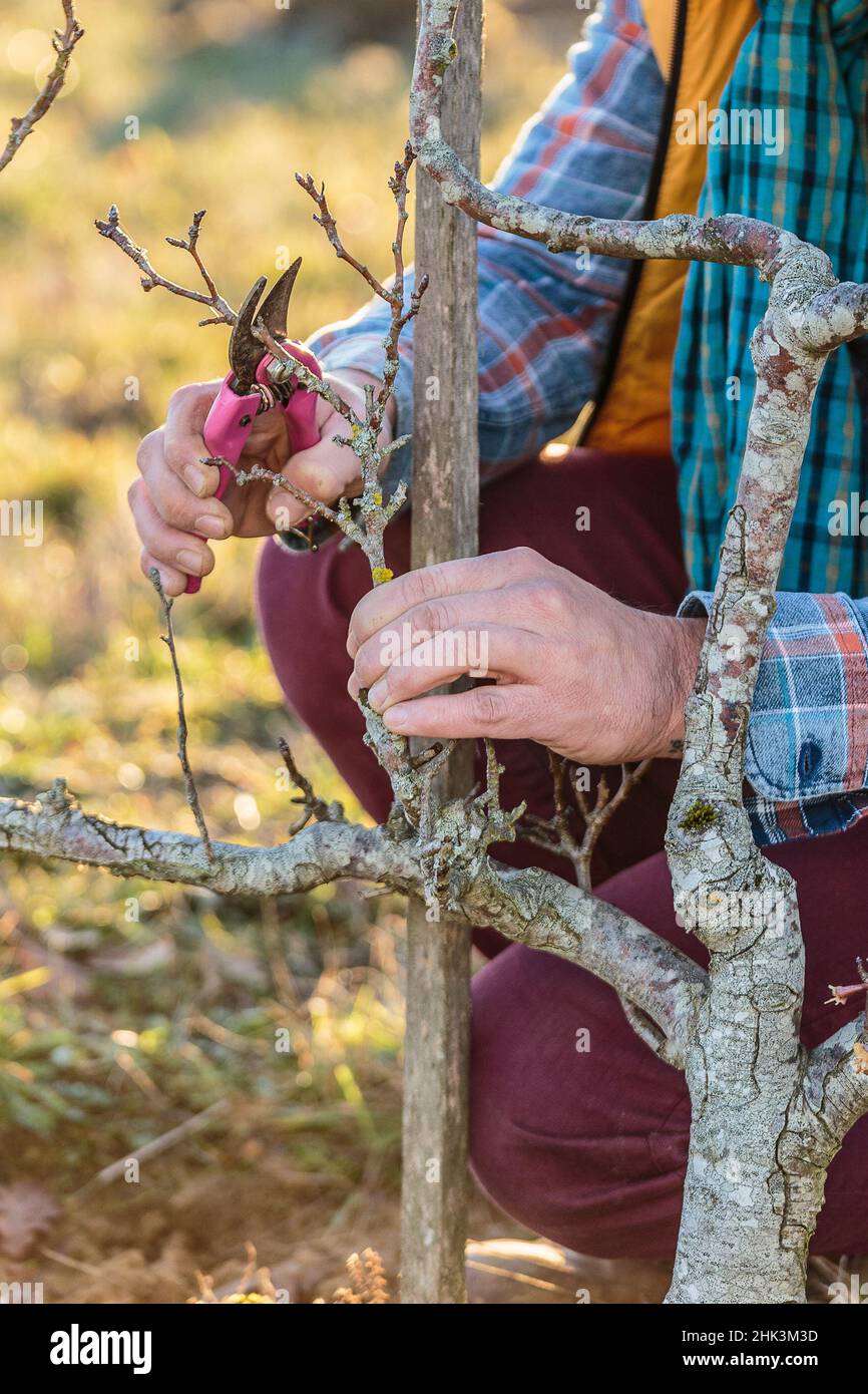 Pruning trees by hand hi-res stock photography and images - Alamy