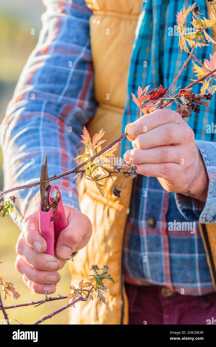 Pruning trees by hand hi-res stock photography and images - Alamy