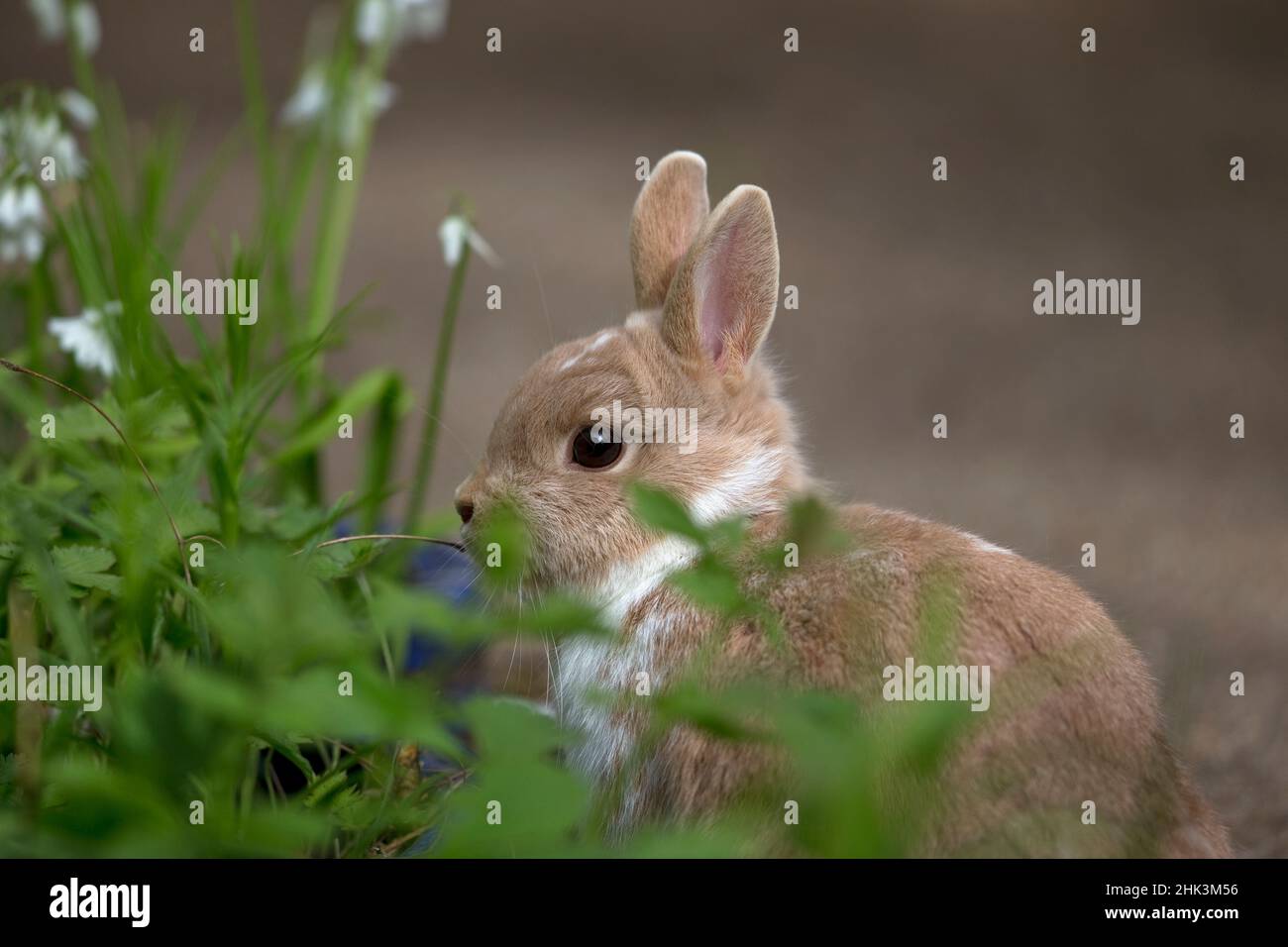 Rabbits world hi-res stock photography and images - Alamy