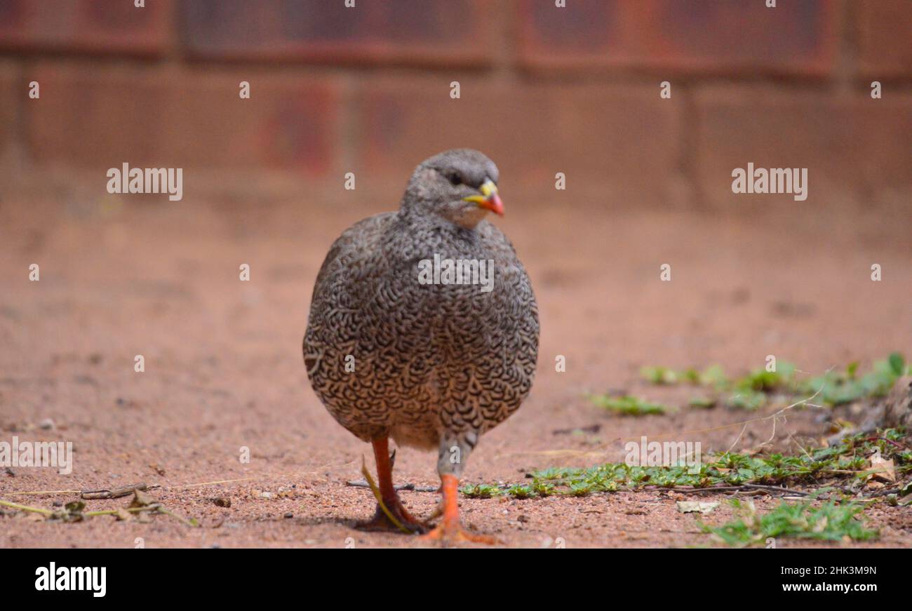South Africa Cape Spurfowl Francolin High Resolution Stock Photography ...