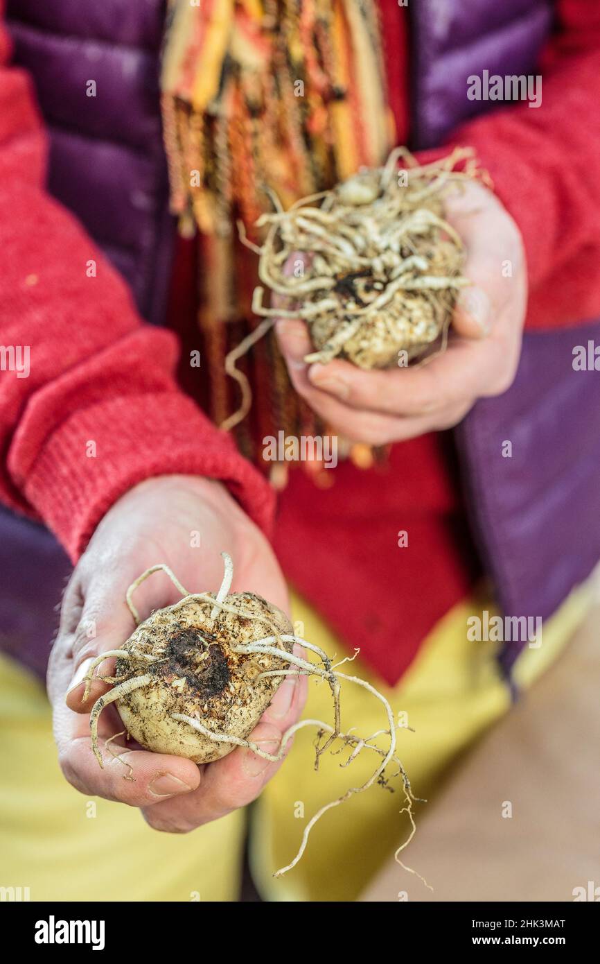 Put a rhizome of Zantedeschia to start indoors: man holding Ethiopian ...