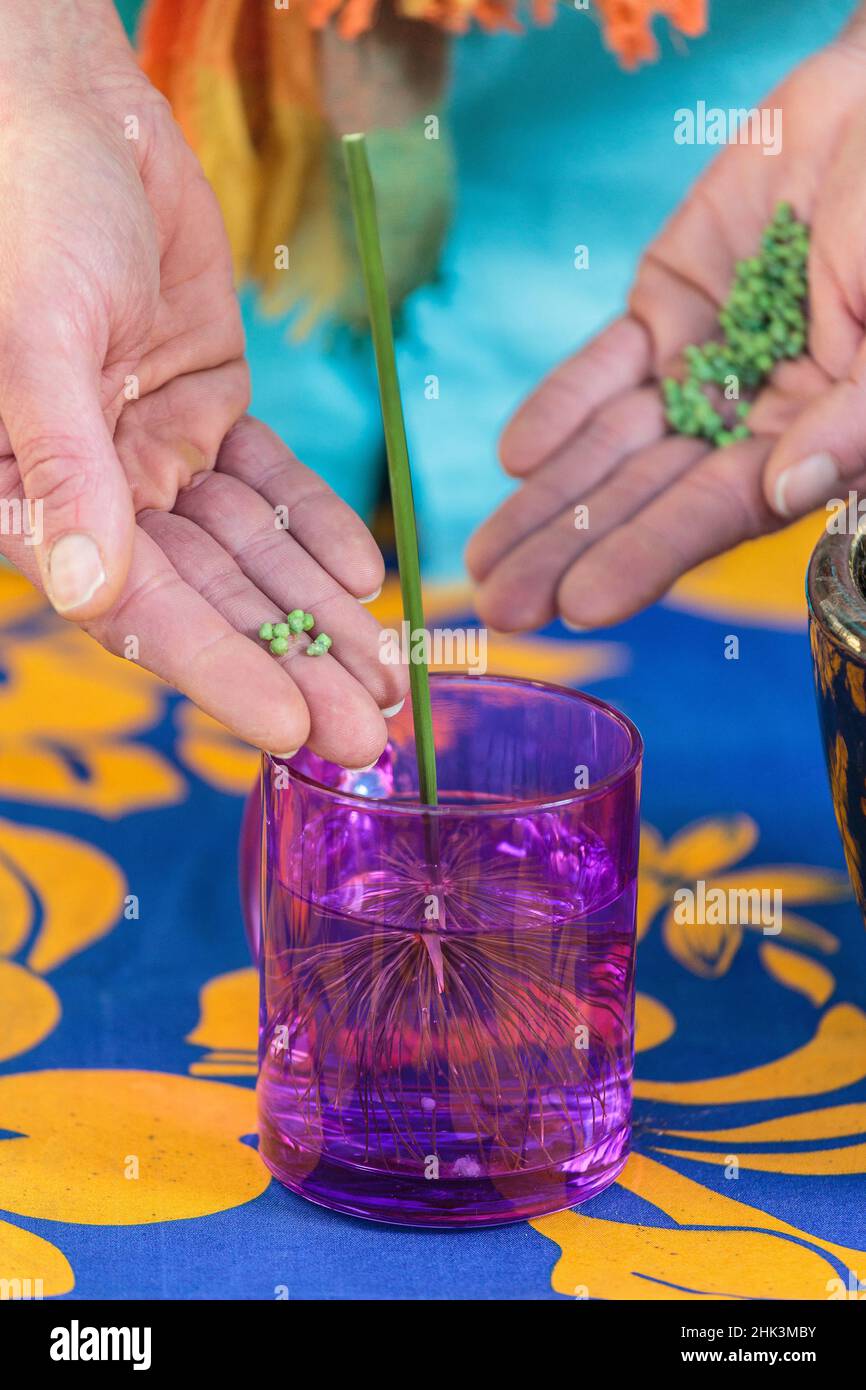 Cutting of dwarf papyrus (Cyperus haspan) indoors, step by step Stock ...