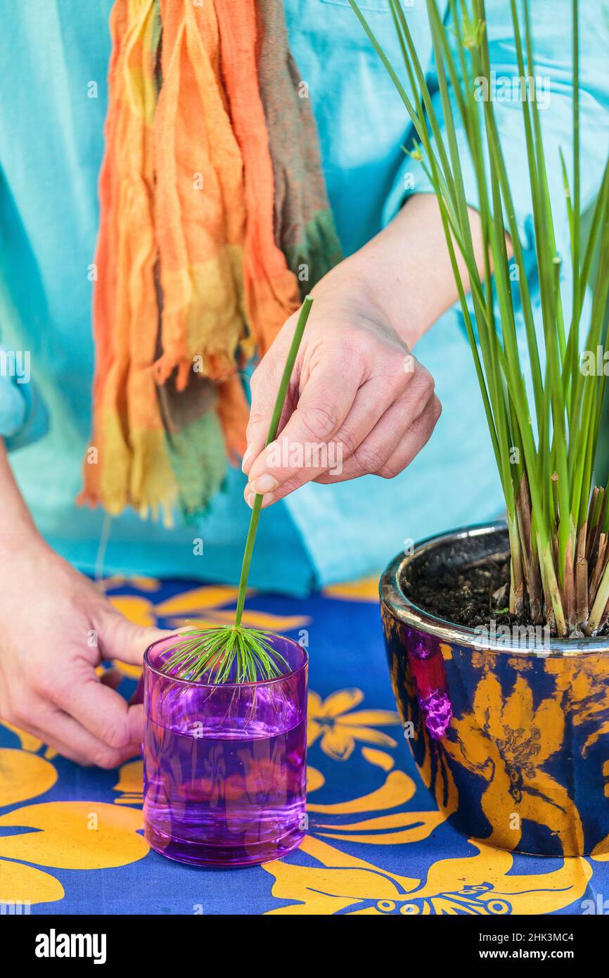 Cutting of dwarf papyrus (Cyperus haspan) indoors, step by step Stock ...