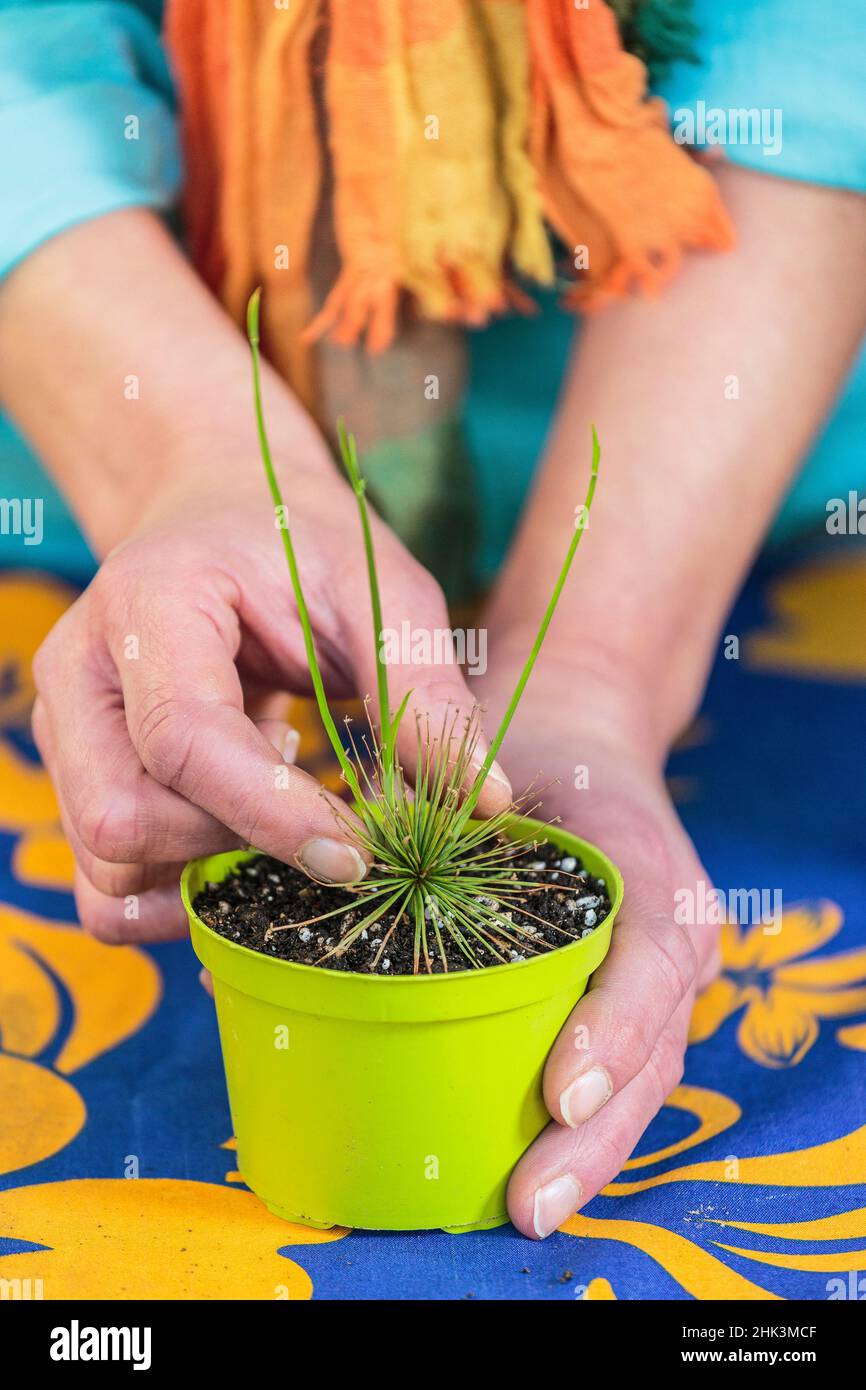 Cutting of dwarf papyrus (Cyperus haspan) indoors, step by step Stock ...