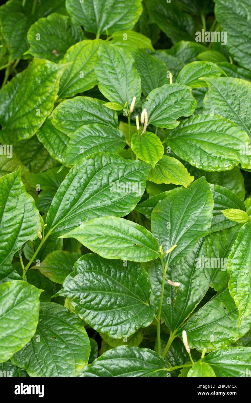 Wild pepper (Piper sarmentosum) folaige and flowers Stock Photo - Alamy