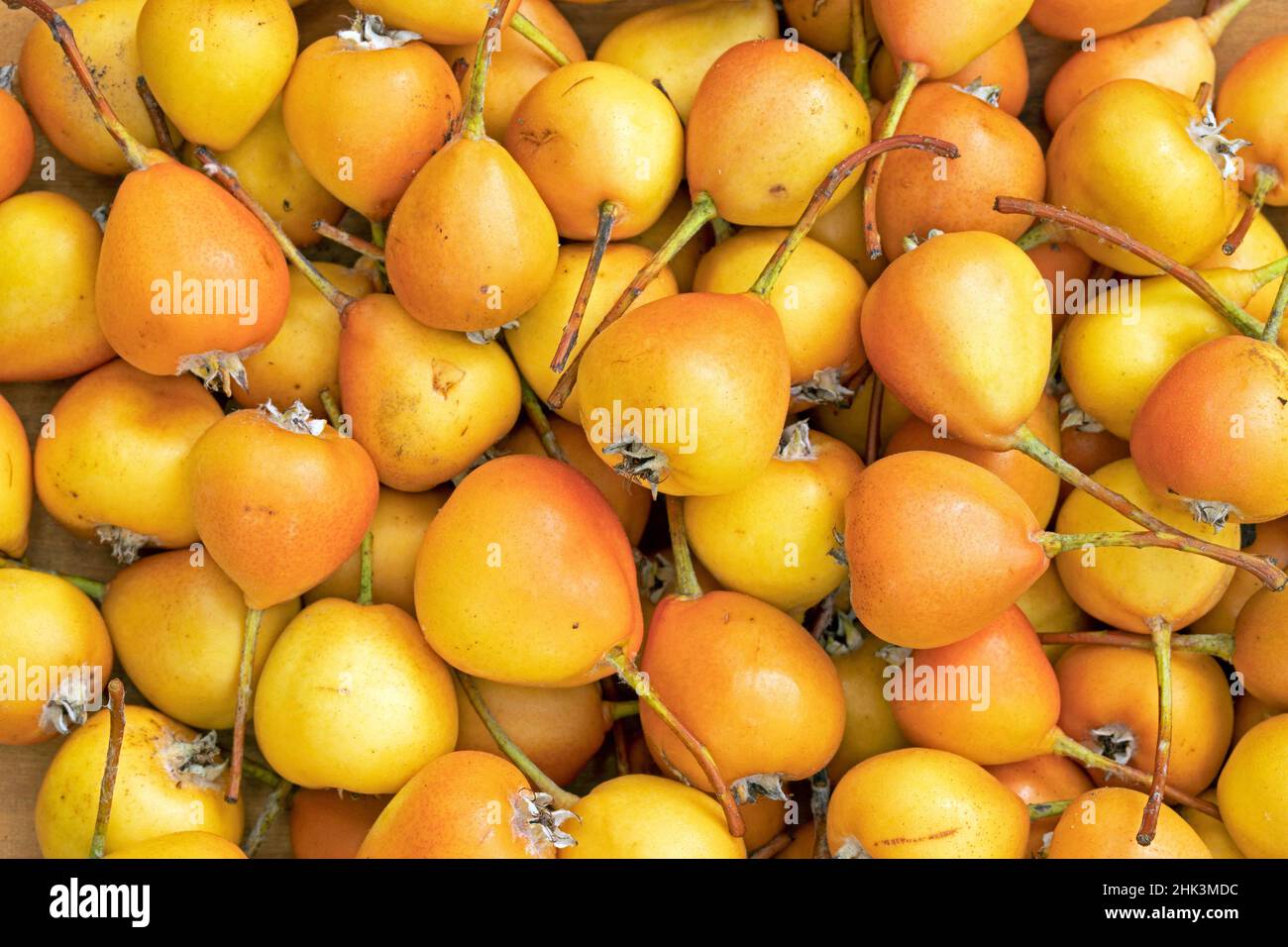 Bollwiller pear tree (x Sorbopyrus auricularis) hybrid between Pyrus ...