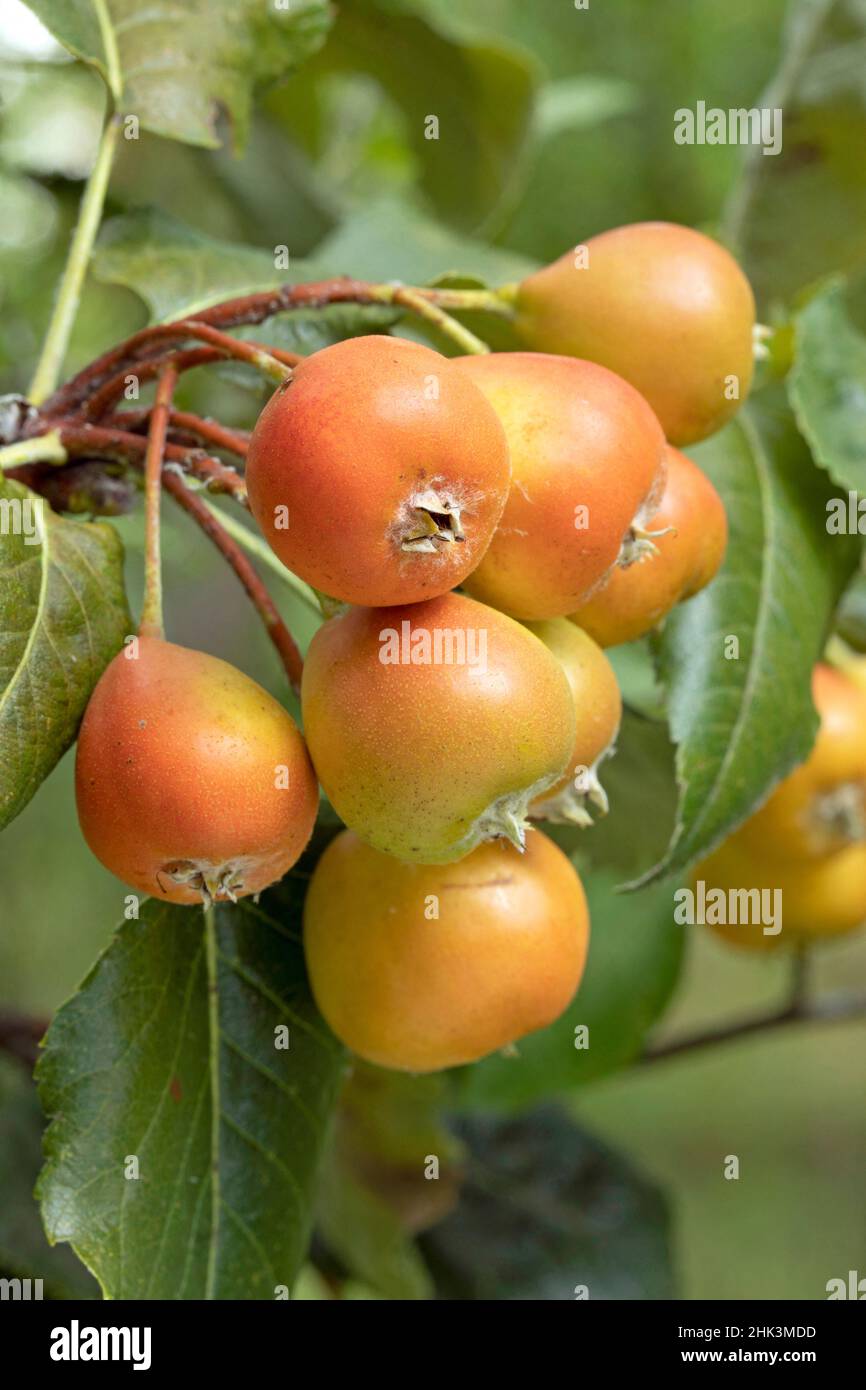 Bollwiller pear tree (x Sorbopyrus auricularis) hybrid between Pyrus ...
