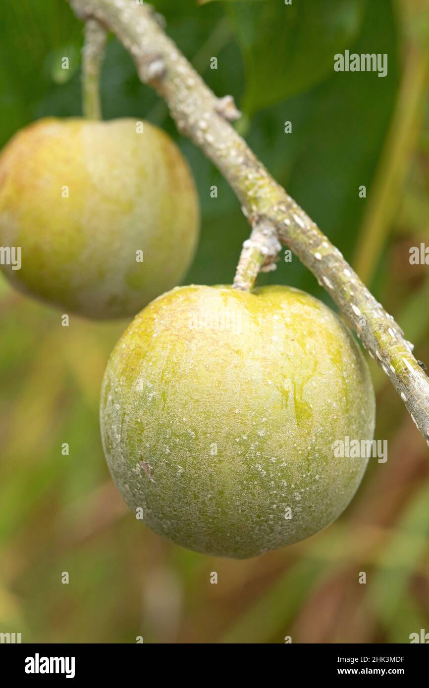 White sapote (Casimiroa edulis) fruits Stock Photo - Alamy