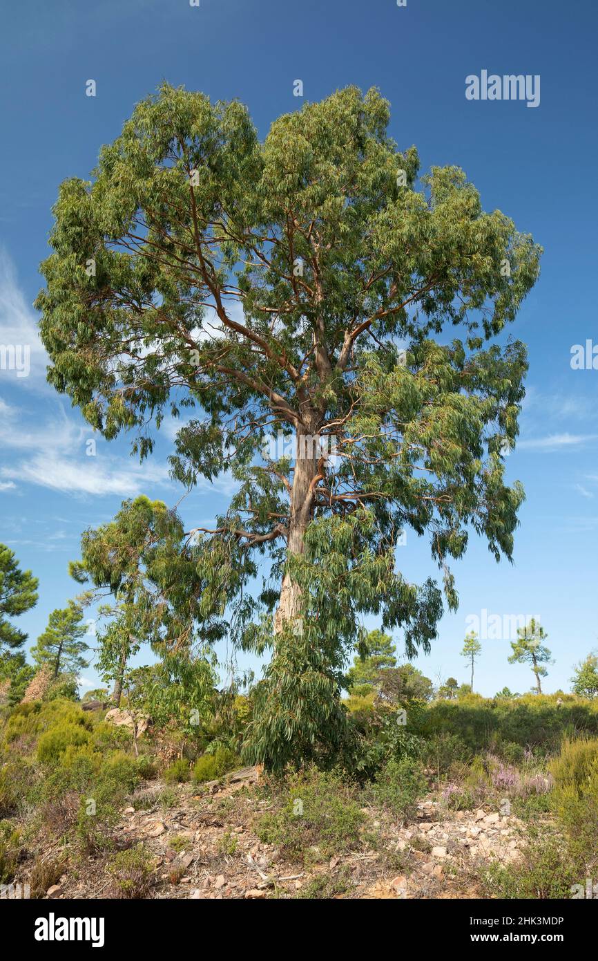 Camden woolybutt (Eucalyptus macarthurii), Esterel national forest, Var ...