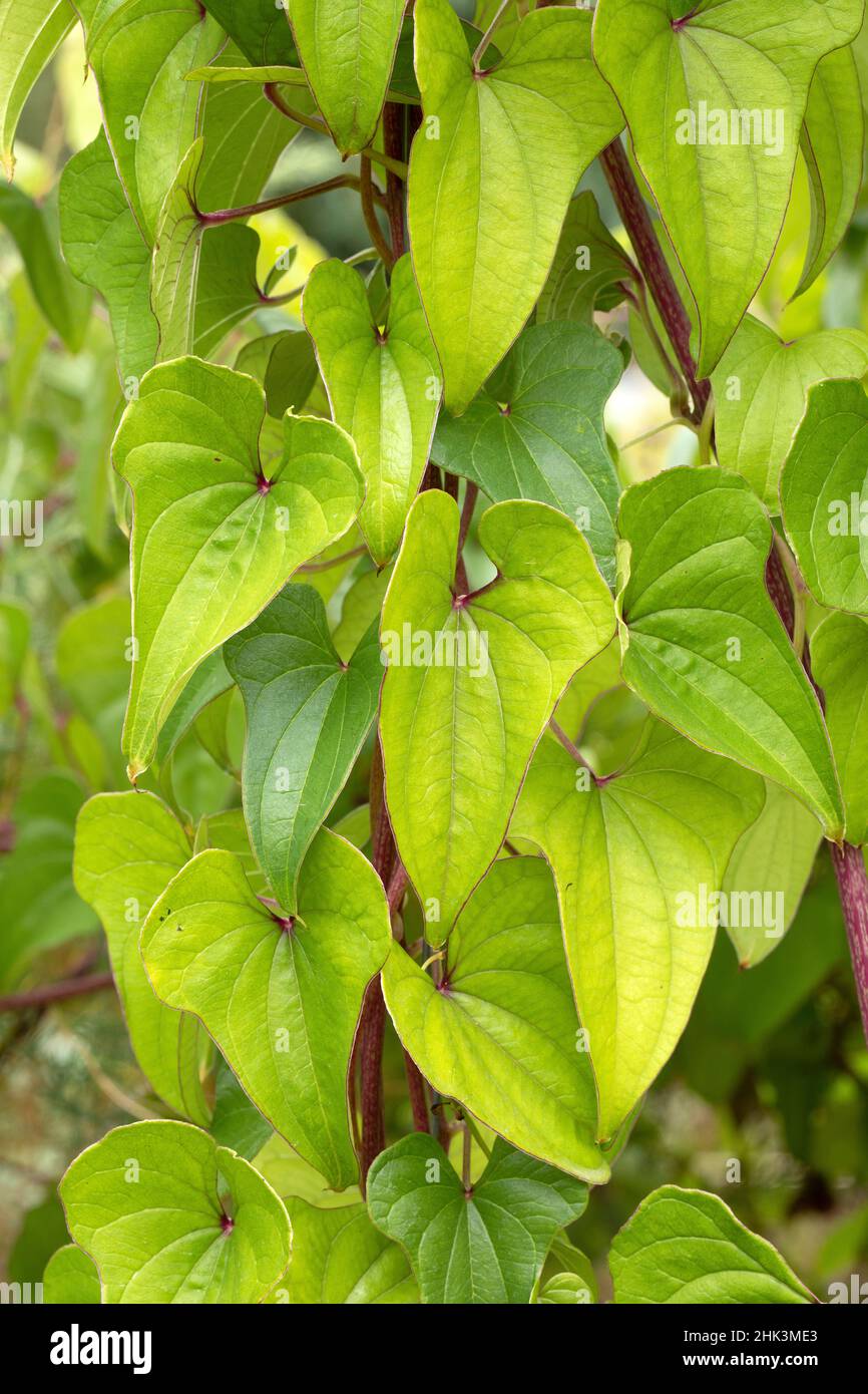 Chinese yam (Dioscorea polystachya) foliage Stock Photo - Alamy