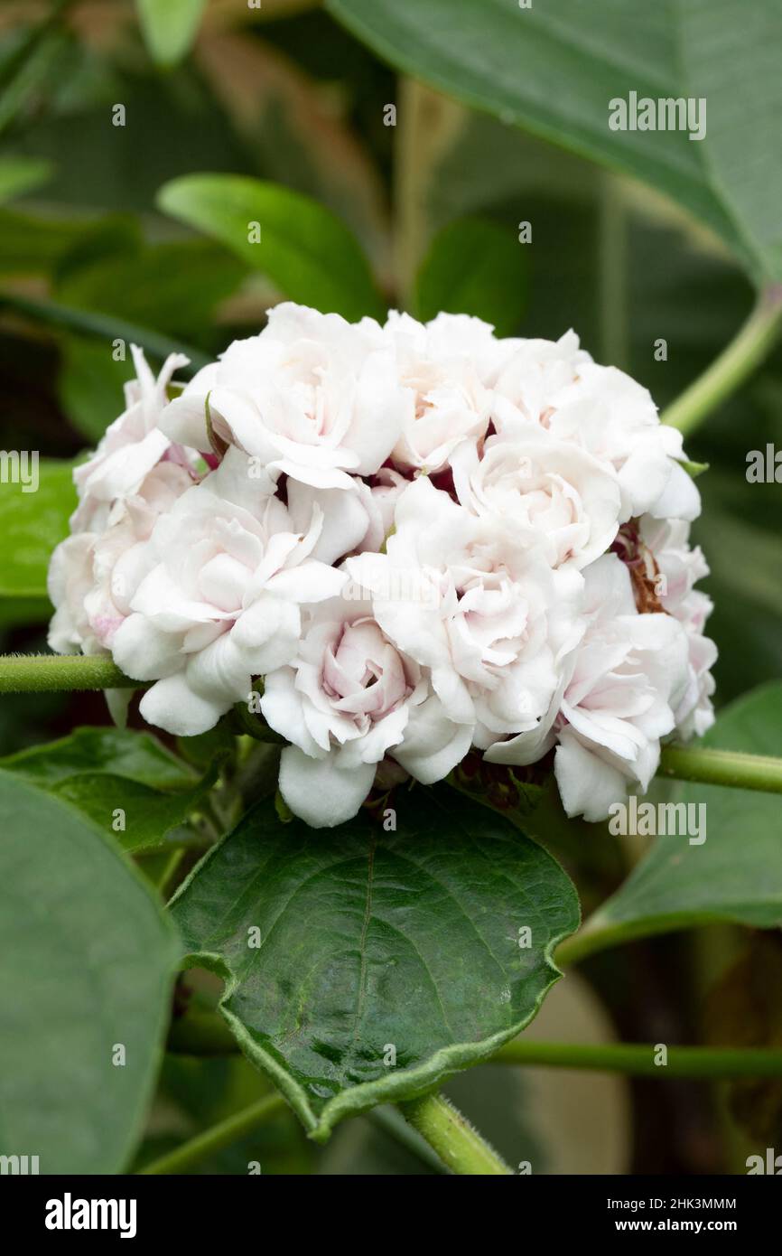 Chinese glory bower(Clerodendrum chinense) flwoers Stock Photo - Alamy