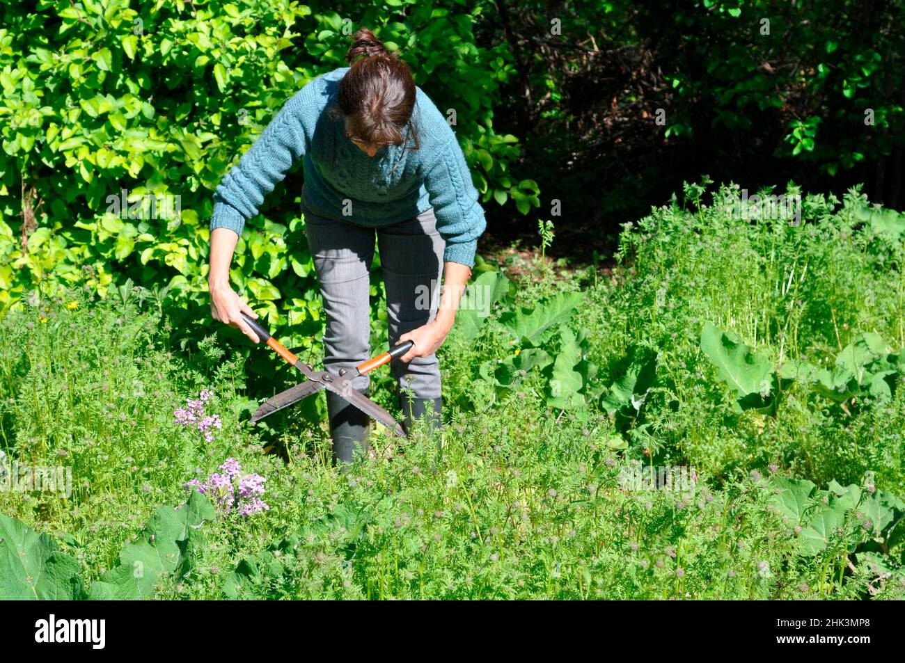 Grinding green manure with shears, green manure in permaculture, France ...