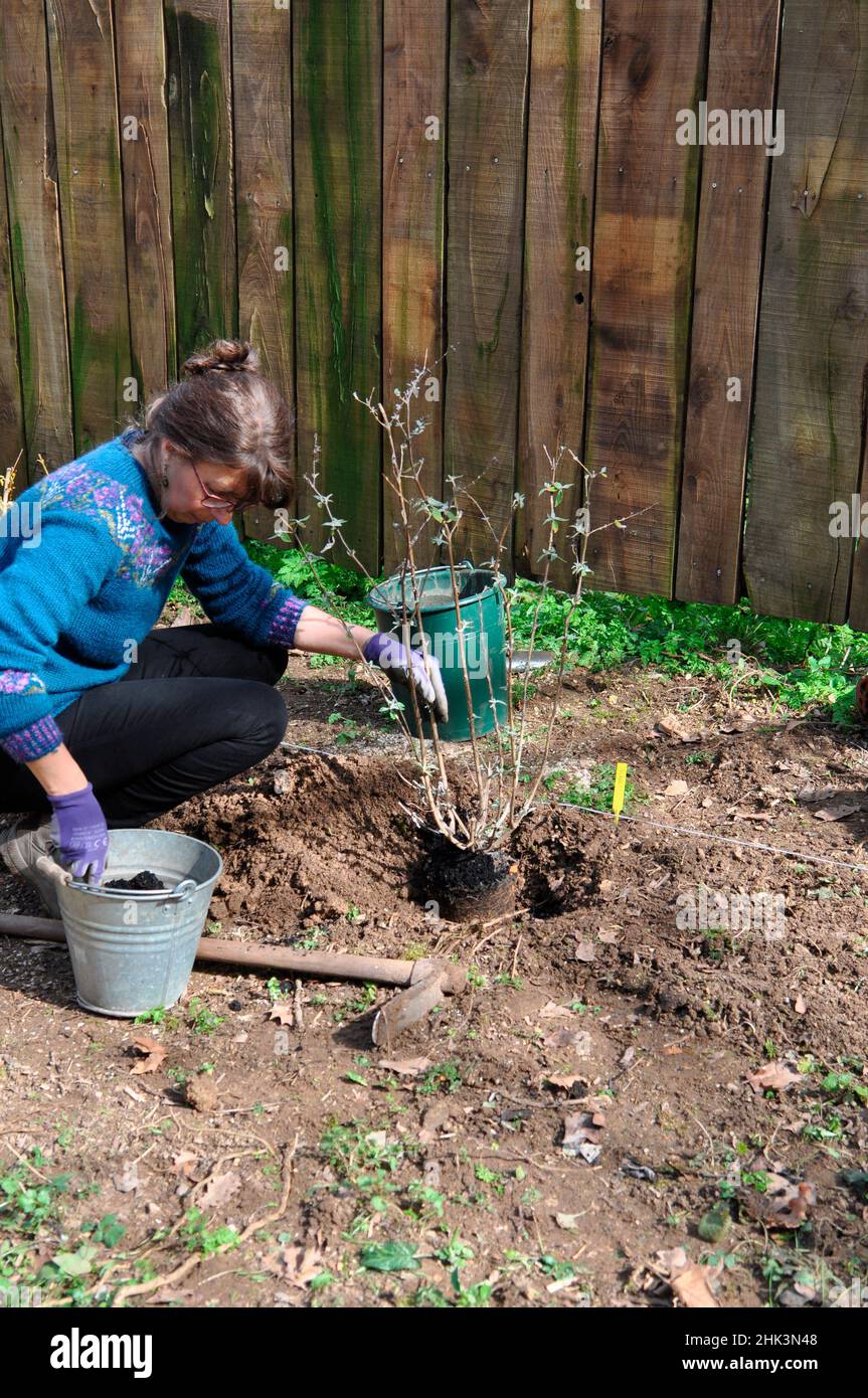 Planting a hedge Stock Photo - Alamy