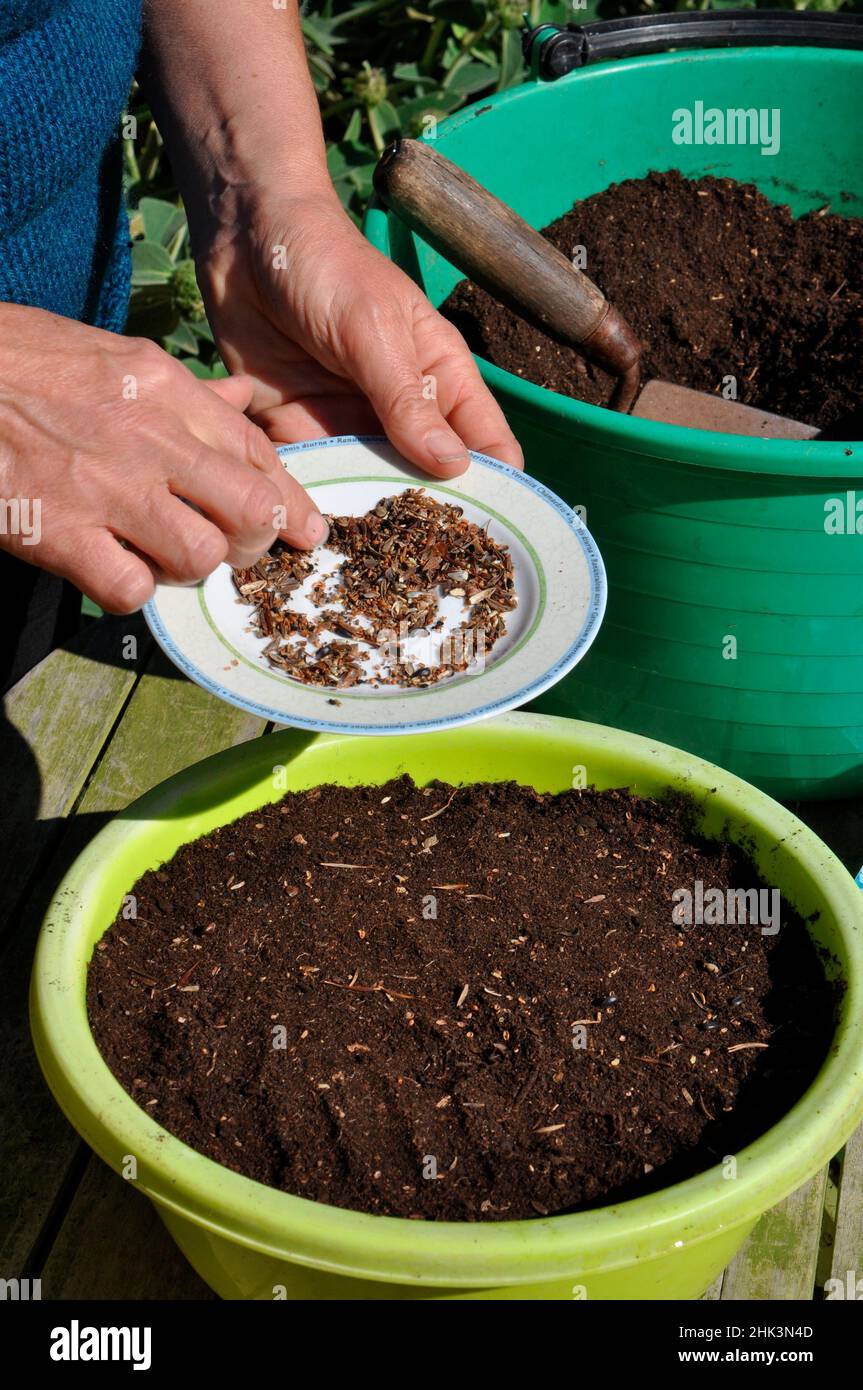 Sowing in trays, installation of seeds Stock Photo - Alamy