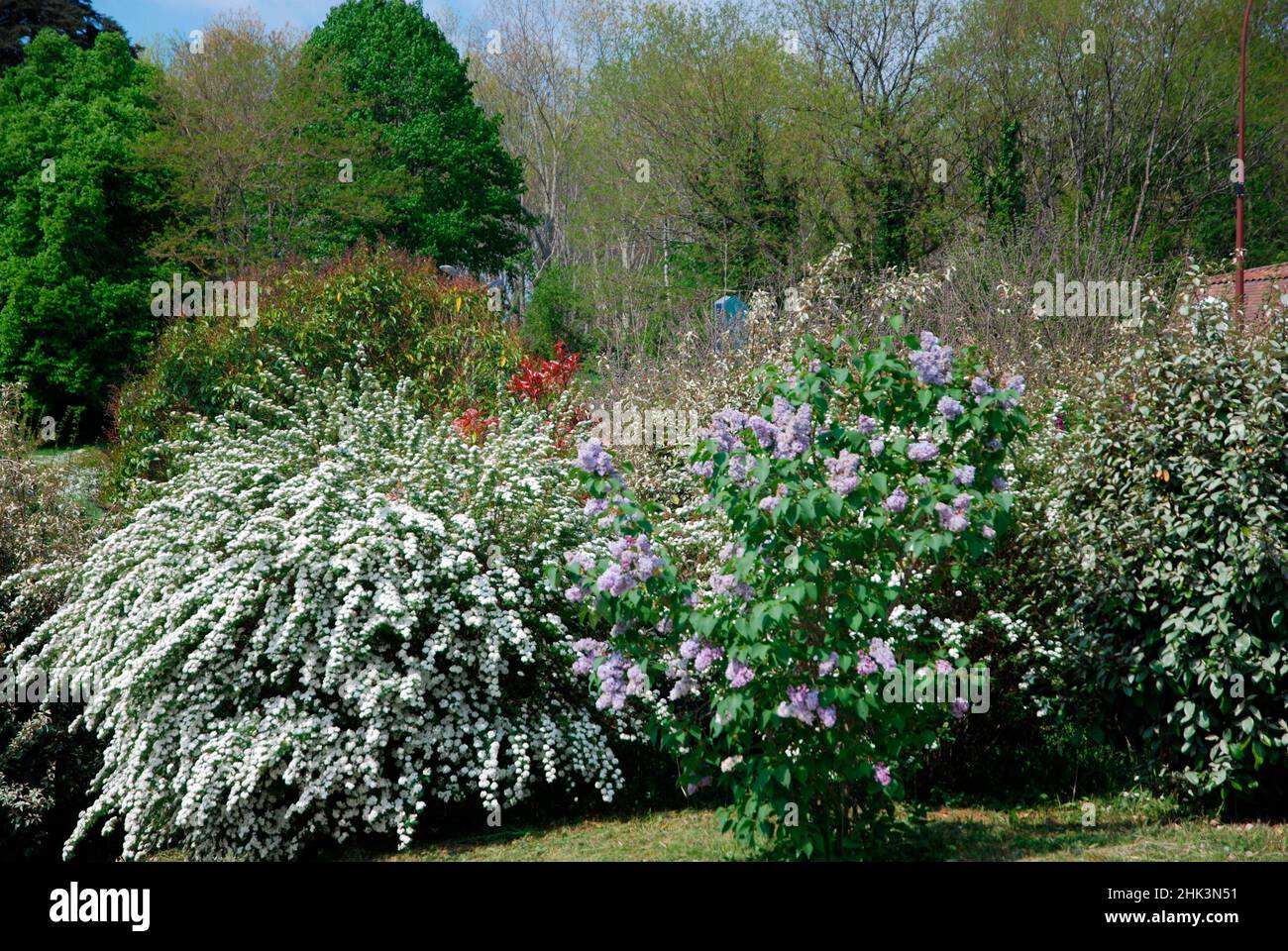 Flowering hedge in spring Stock Photo - Alamy