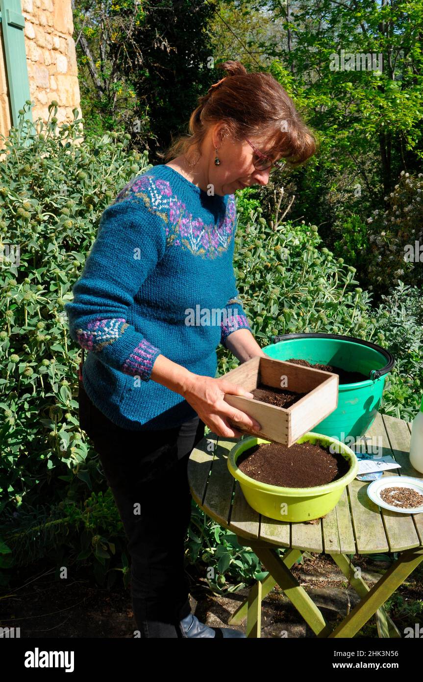 Sowing in trays, cover the seeds with sieved soil Stock Photo - Alamy