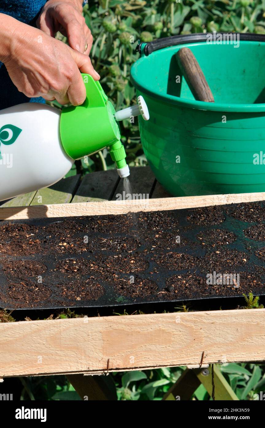 Sowing of climbing plants in slabs, moistening the soil Stock Photo - Alamy