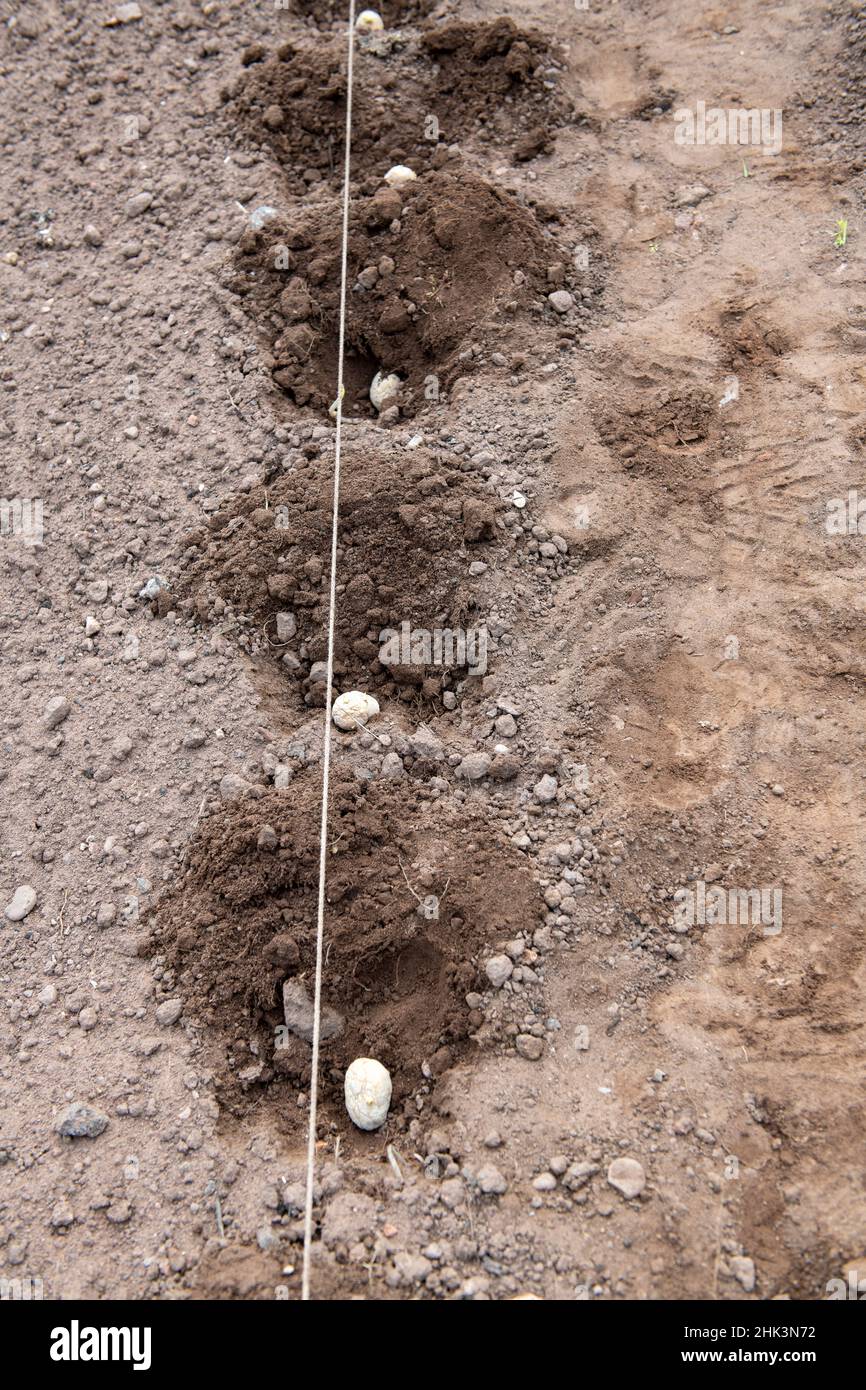 Planting 'Marabel' potatoes in spring, Moselle, France Stock Photo - Alamy