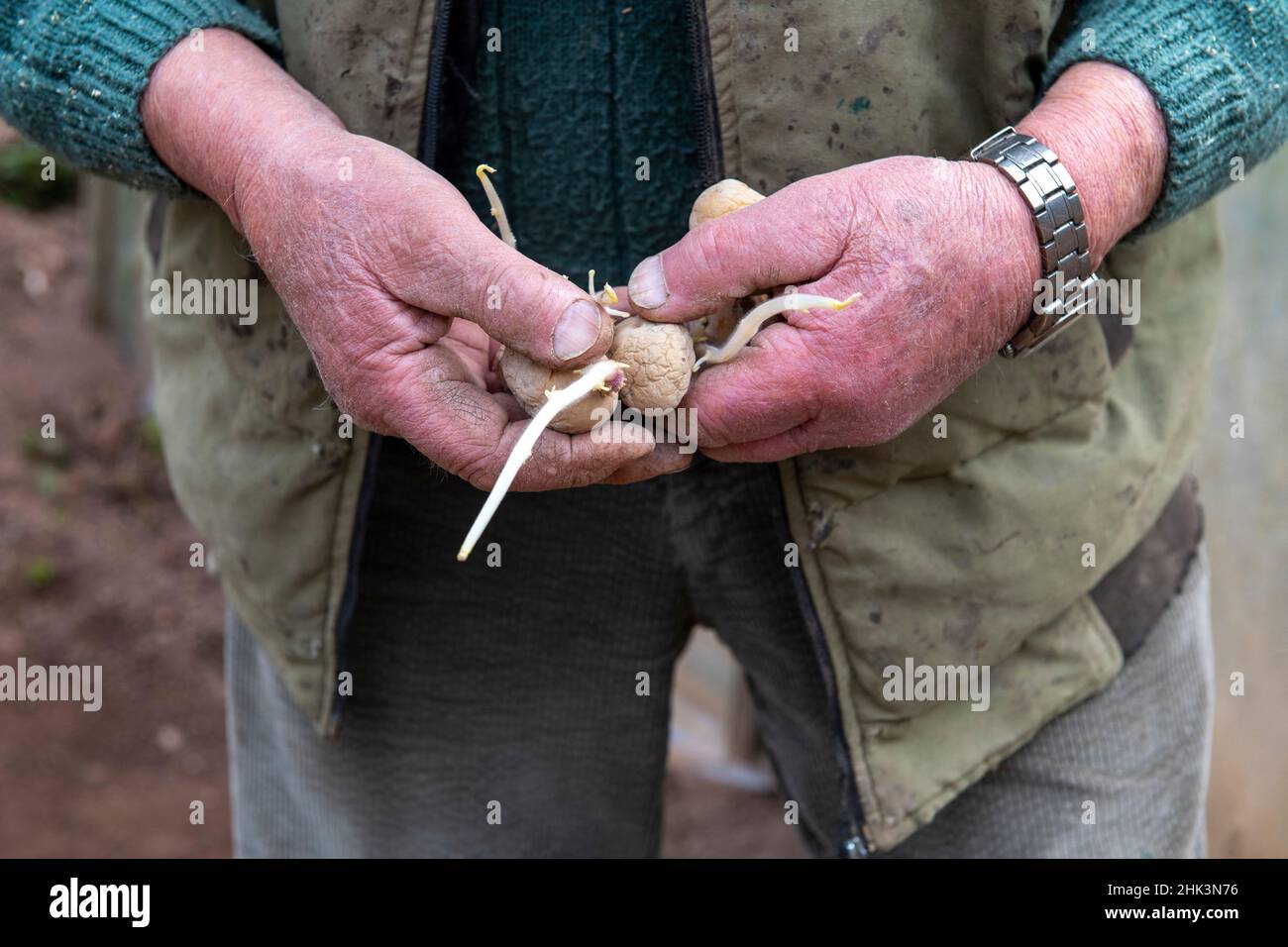 Planting 'Marabel' potatoes in spring, Moselle, France Stock Photo - Alamy