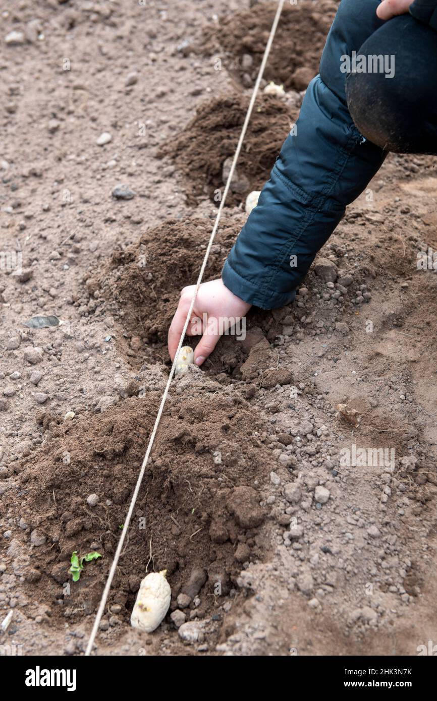 Planting 'Marabel' potatoes in spring, Moselle, France Stock Photo - Alamy